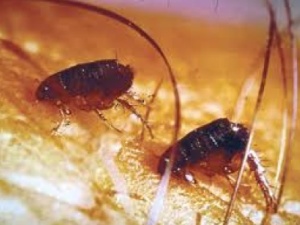 Flea Treatments - Group 1 Building